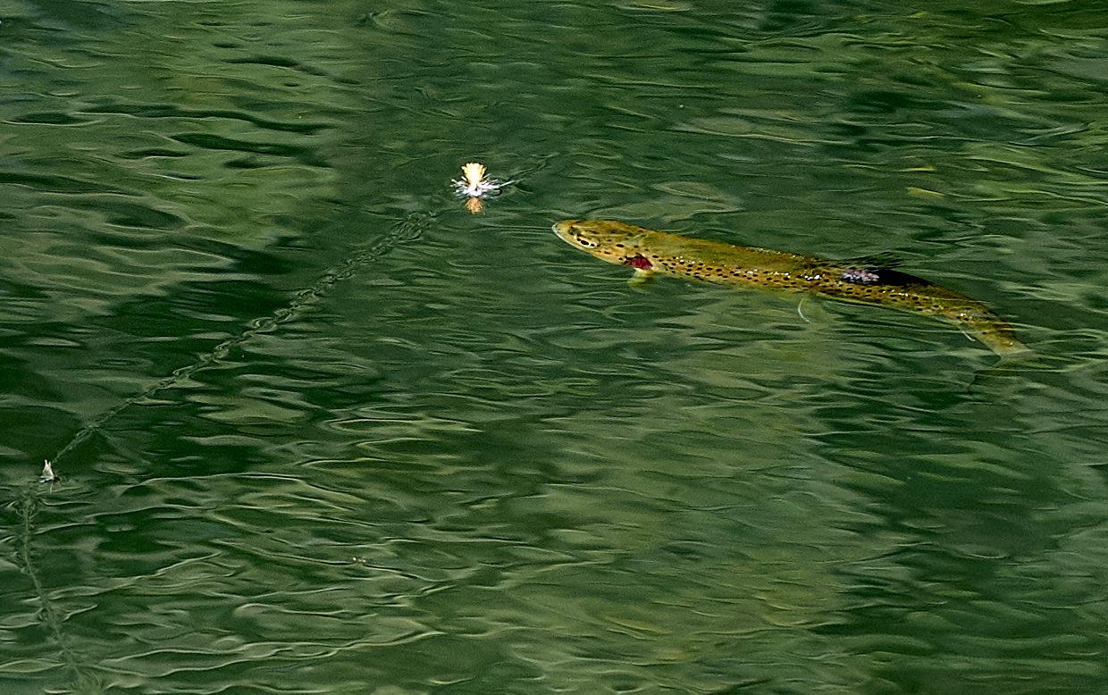 Carles Vivé – Fly fishing guide » FLY LEADERS & TIPPETS (ll)