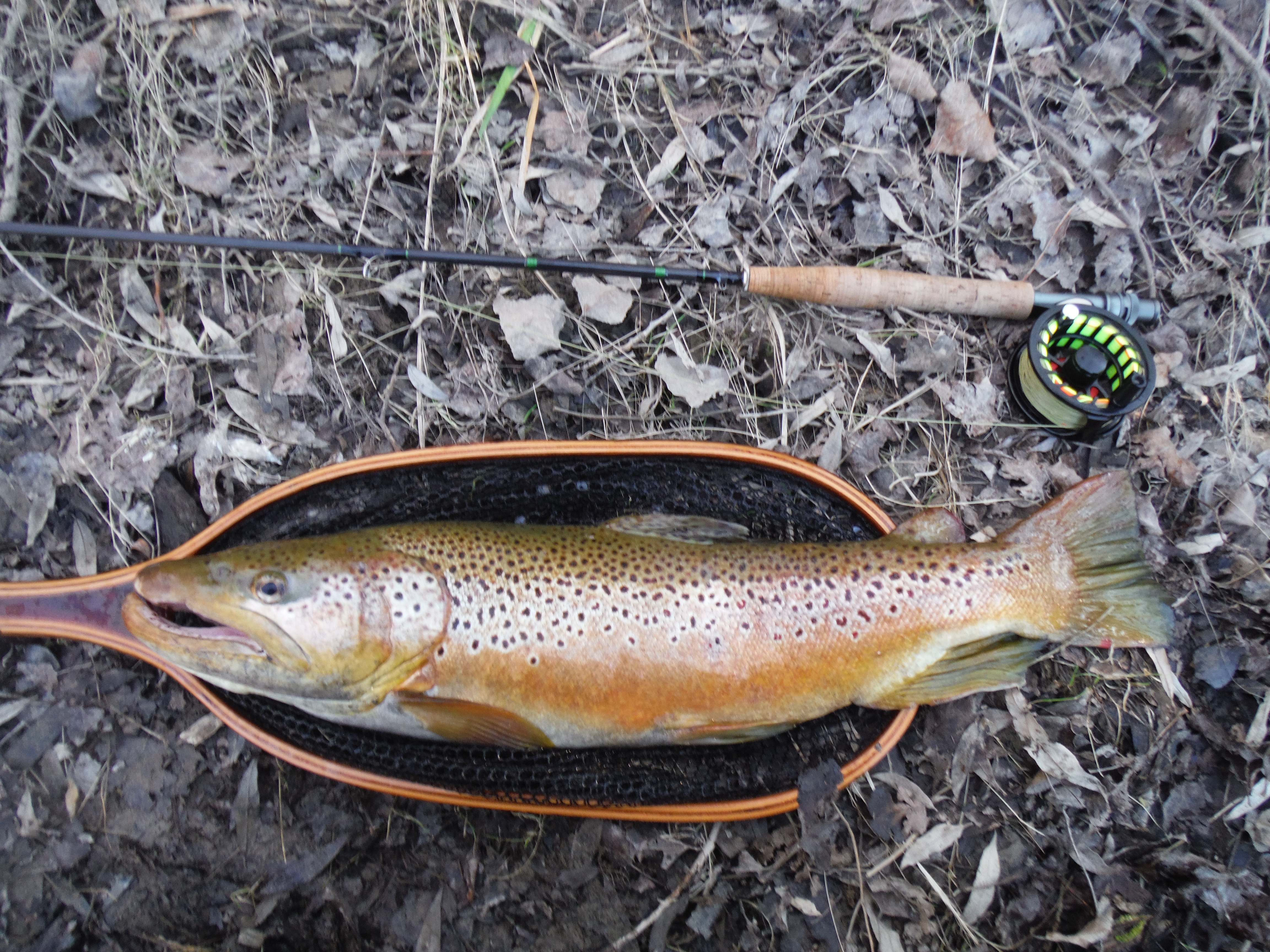 Carles Vivé – Fly fishing guide » NYMPH MASTER FLY ROD MAXIA SX SERIES